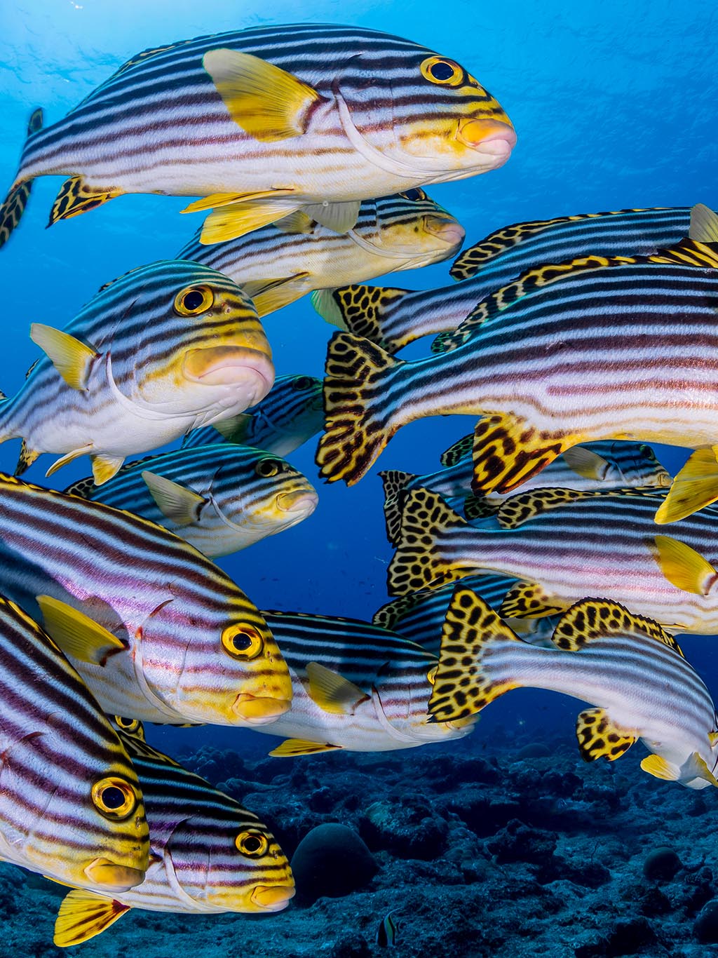 COMO COCOA ISLAND | COMO GROUP